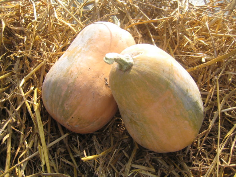 Courge Sucrine du Berry (kilo) | Le Potager des Rainettes