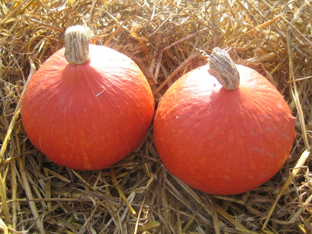Courge Potimarron (kilo) | Le Potager des Rainettes