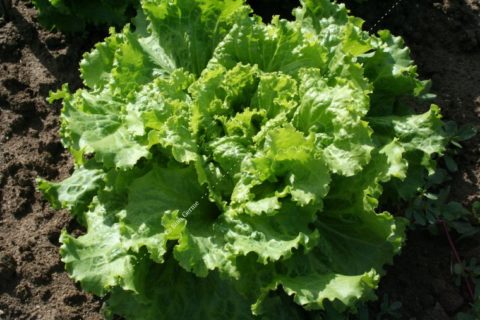 Plant salades Batavia (6 plants) | Le Potager des Rainettes