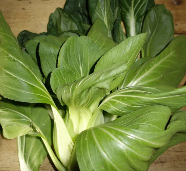 Choux Pak Choï (600g) | Le Potager des Rainettes
